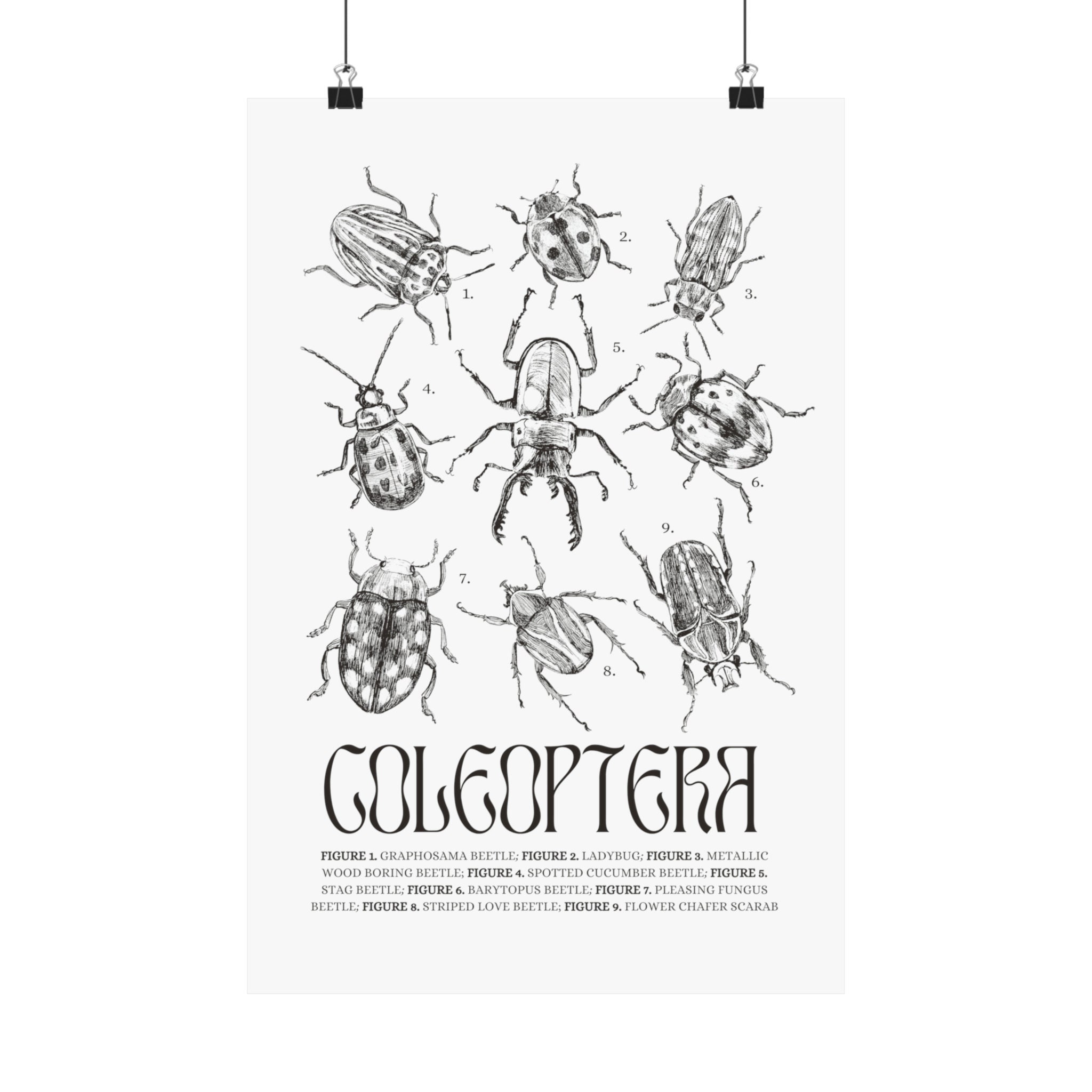 Beetle Poster, Coleoptera Poster, Insect Poster, Beetle Scientific ...