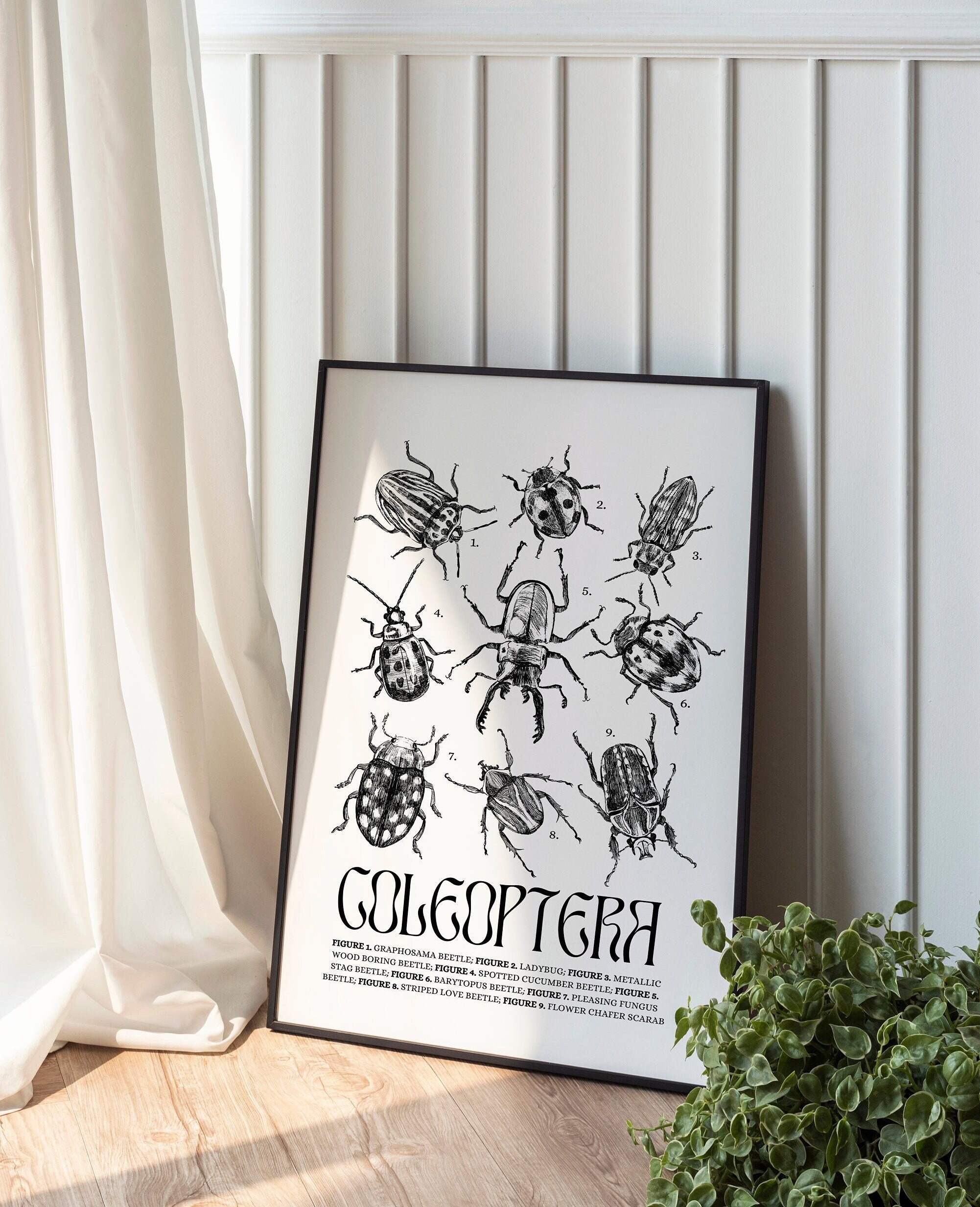 Beetle Poster, Coleoptera Poster, Insect Poster, Beetle Scientific ...