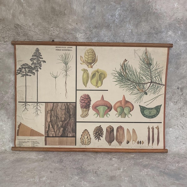 Pine Tree Poster - Etsy