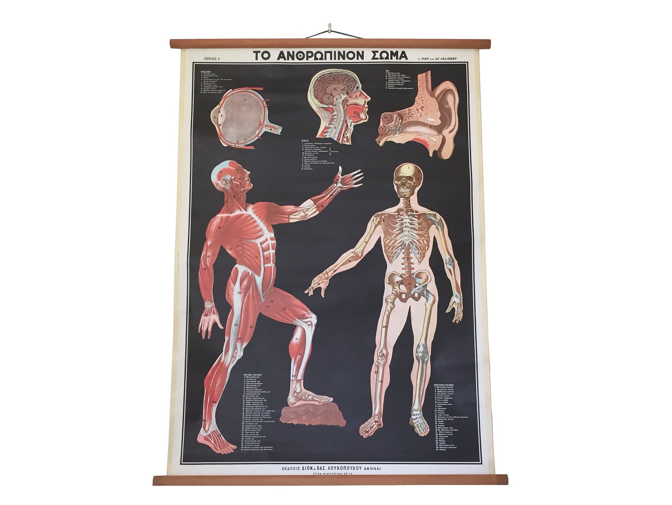 Authentic Vintage Anatomy Chart, Vintage Educational Chart, Human ...