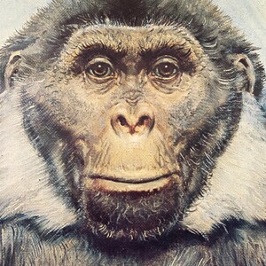 Original Ramapithecus Chart Human Evolution Vintage School | Etsy