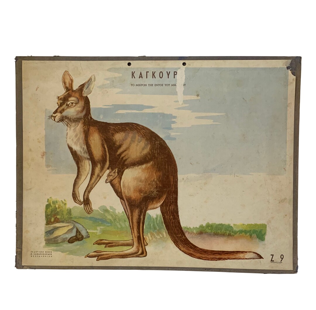 Kangaroo School Print, Original Cardboard School Chart, Vintage ...