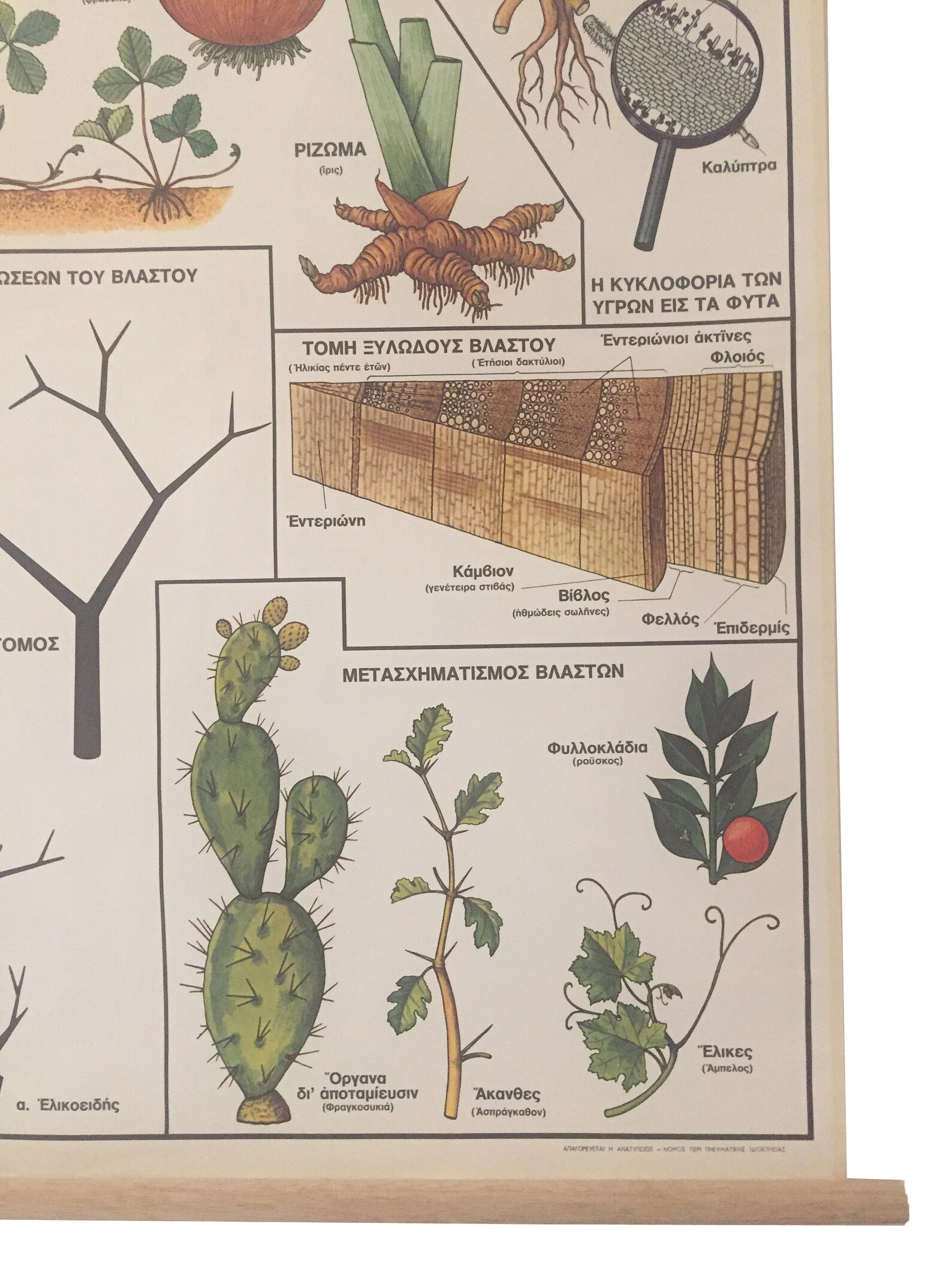 Different Type of Sprouts Pull Down Chart Botanical School - Etsy