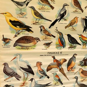 Birds of Greece Chart, Vintage Pull Down School Chart, Natural History ...