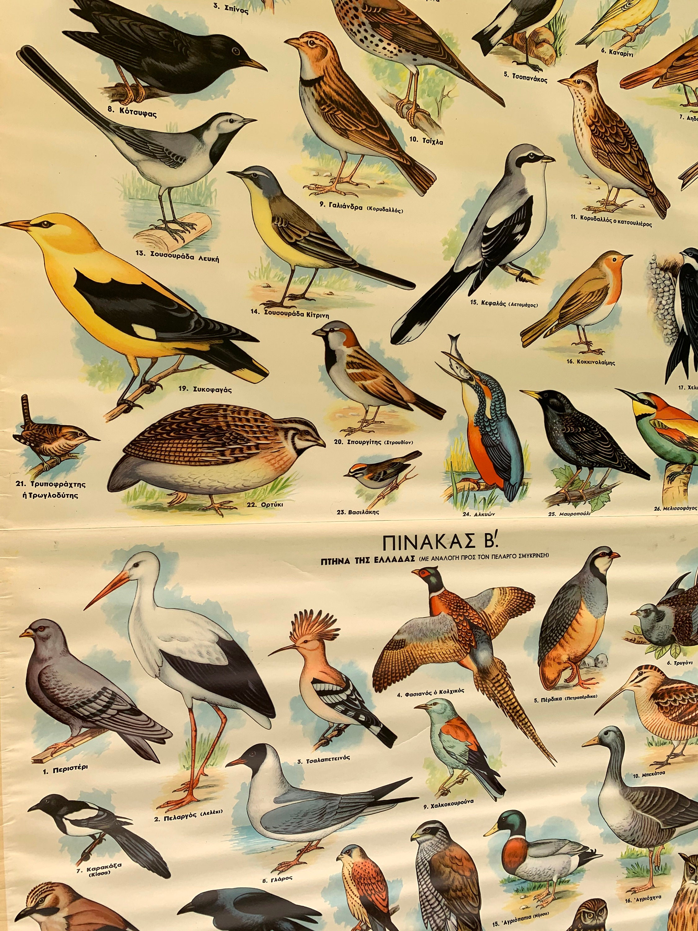 Birds of Greece Chart, Vintage Pull Down School Chart, Natural History ...