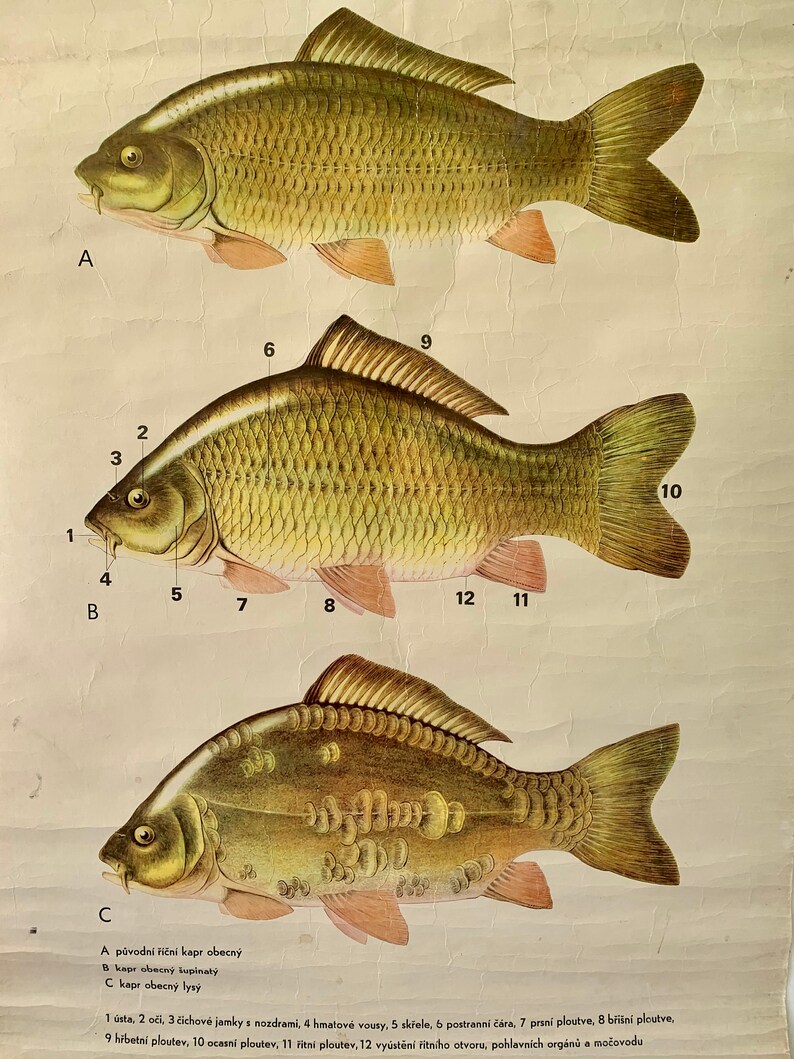 Vintage Carp Fish Chart Freshwater Fish Fish Anatomy and - Etsy