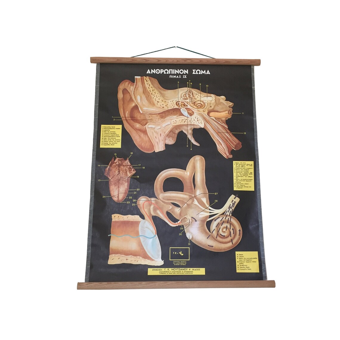 Vintage Human Ear Anatomy Vintage Ear Anatomy Pull Down | Etsy