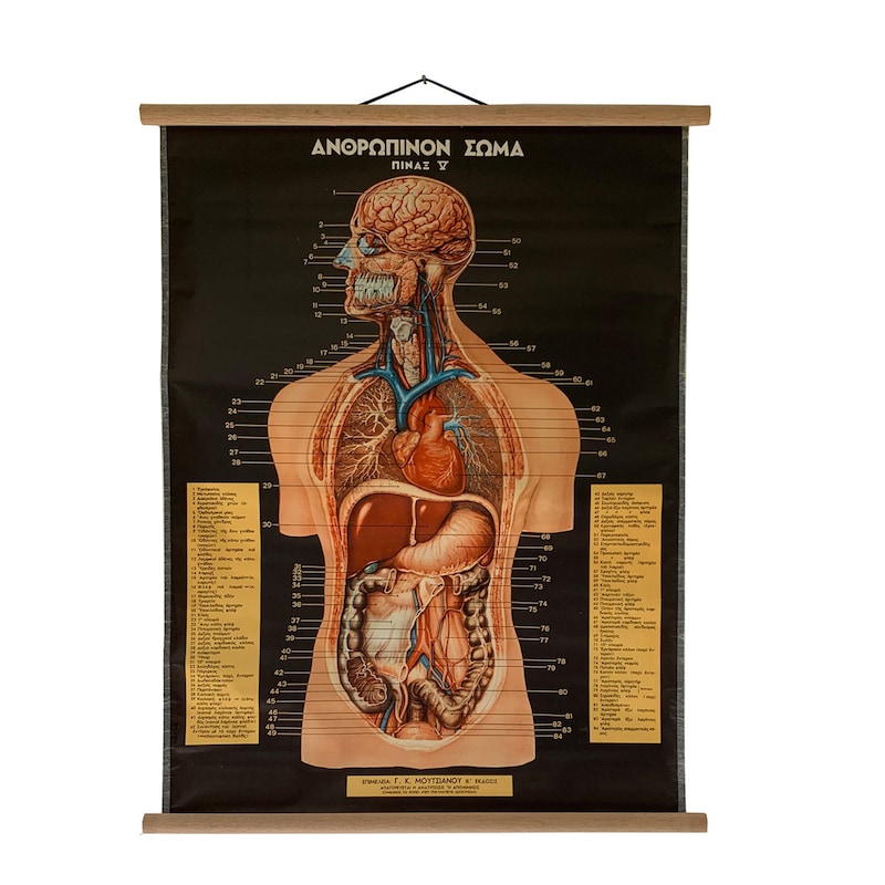 Anatomy Pull Down Poster - Etsy