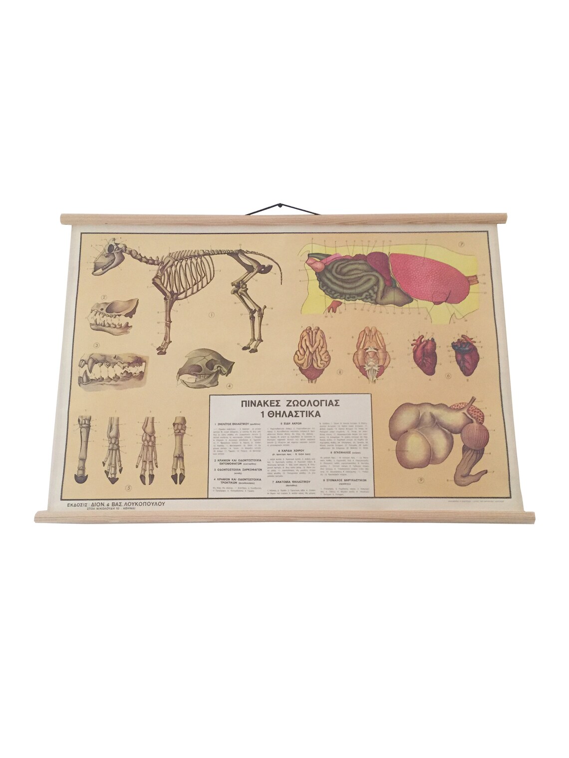 Vintage Zoology Chart Mamals Anatomy and Physiology Chart - Etsy