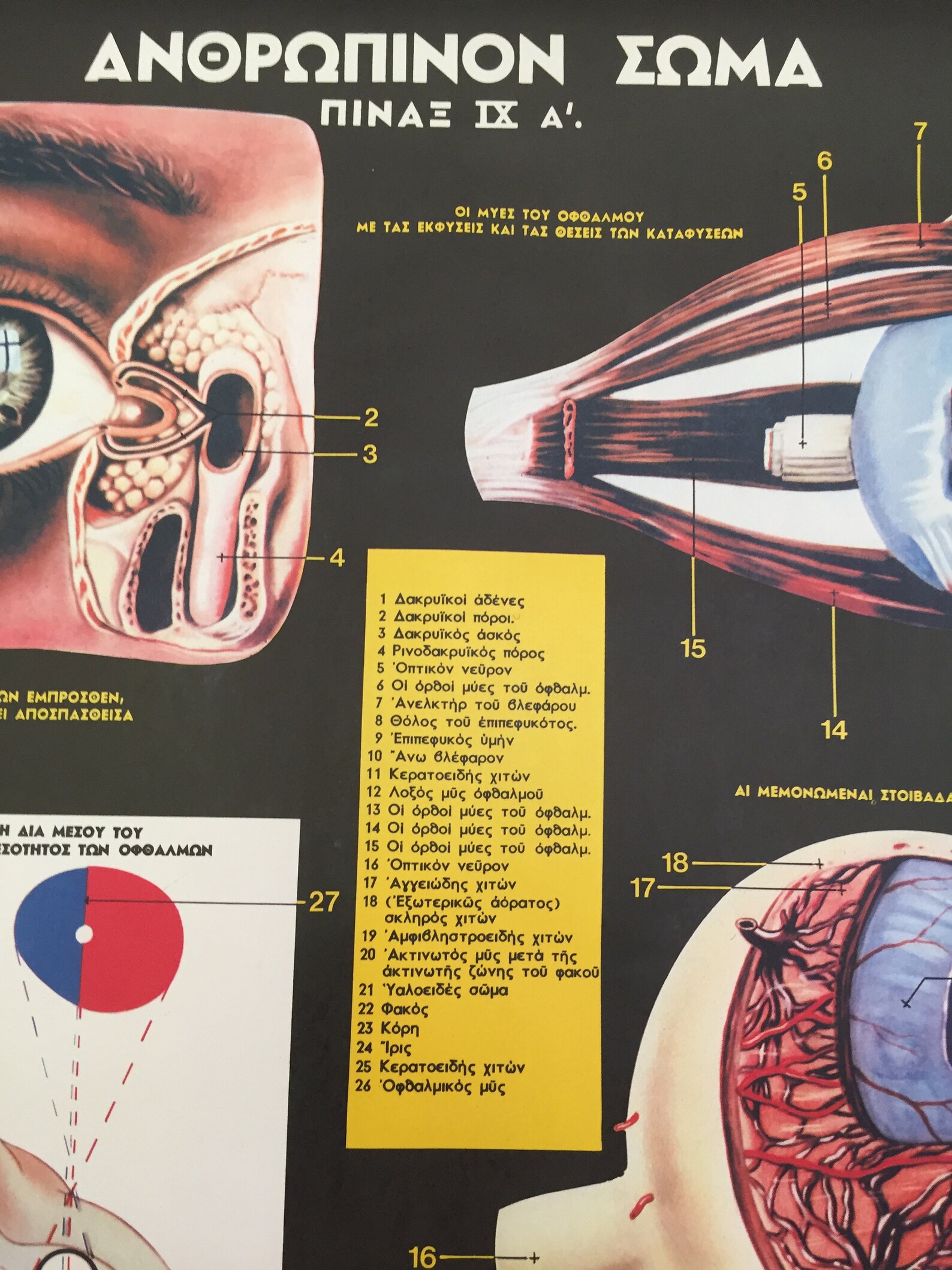 Vintage Eye Anatomy Pull Down Chart Eyeball Chart Vintage - Etsy