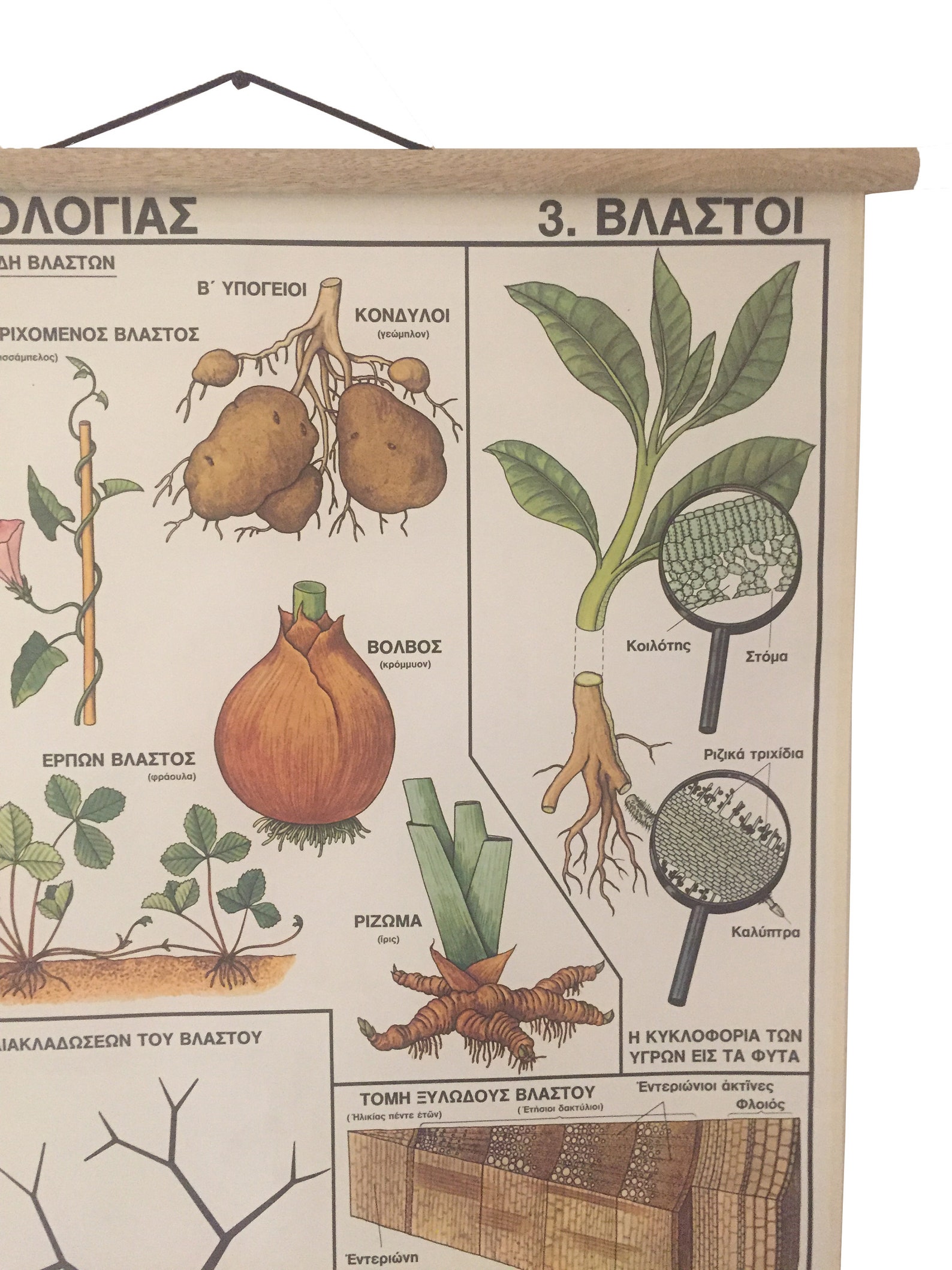 Different Type of Sprouts Pull Down Chart Botanical School - Etsy