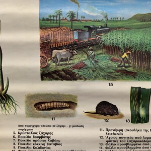 Rice, Sugar Cane Double Sided Old Map, School Chart, Illustrated ...