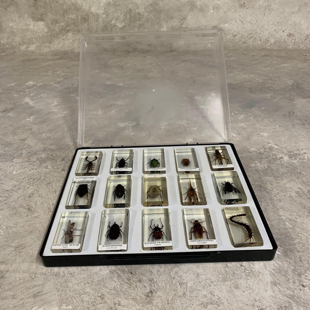 Case of 15 Vintage Insects in Resin, Display Case With Arachnids and ...