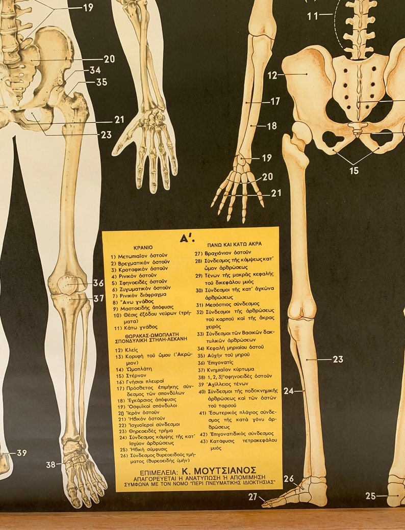 Vintage Human Skeleton Anatomy Chart: Greek Medical School Poster - Etsy