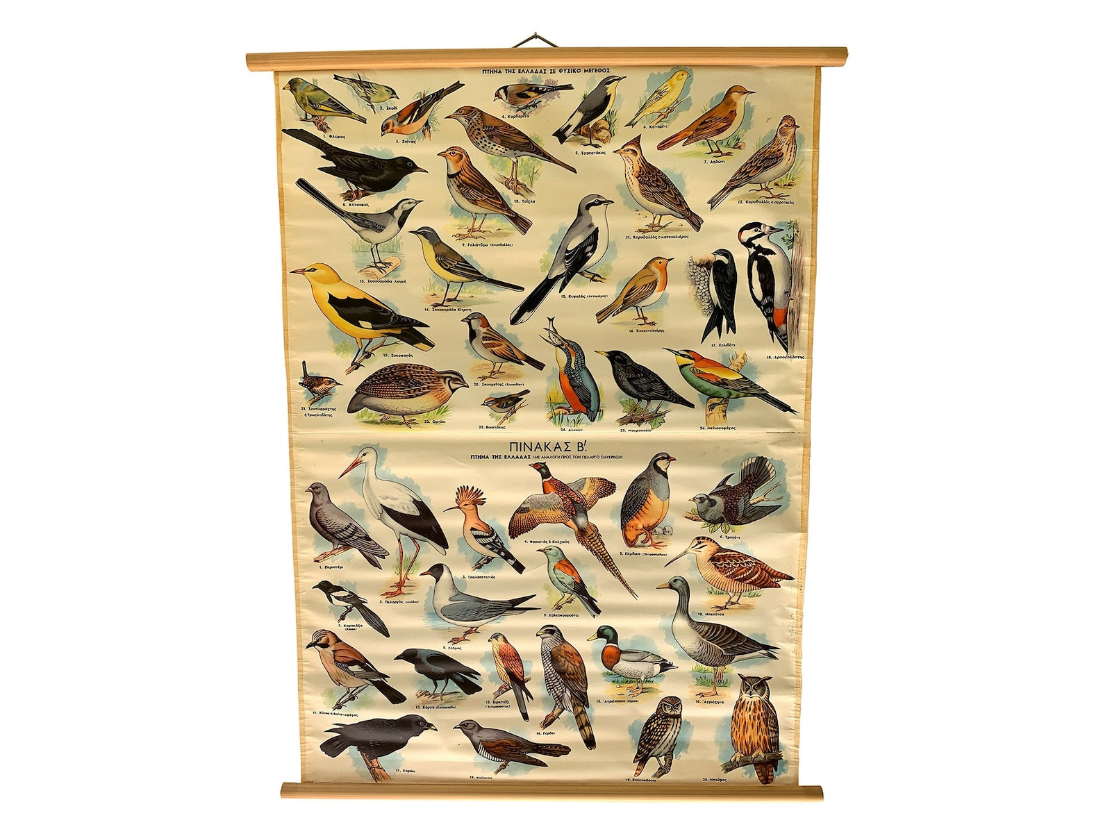 Birds of Greece Chart, Vintage Pull Down School Chart, Natural History ...