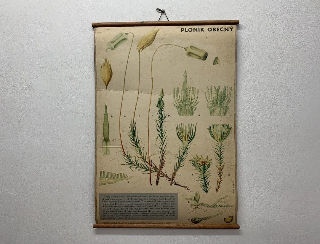 Vintage Wheat Lithograph School Chart: Botanical Wall Tapestry - Etsy