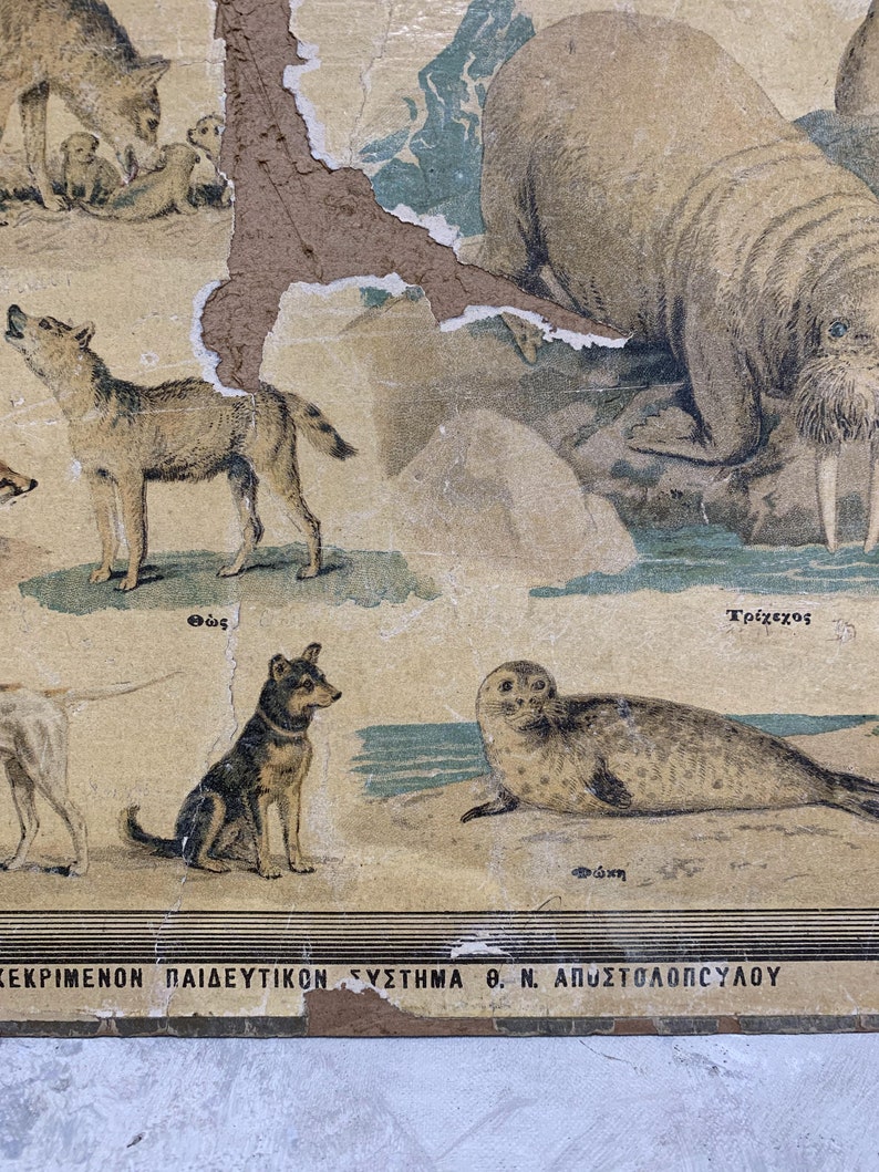 Vintage Zoology School Chart: Wolf, Fox, Dog, Seal - 1940s Greek ...