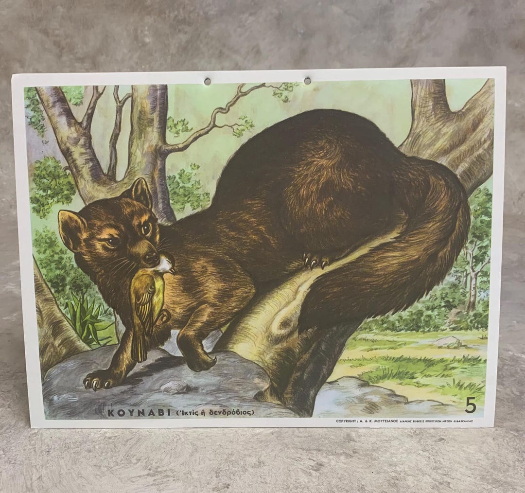 Vintage Badger School Chart: Zoology Print, Kids Room Decor - Etsy