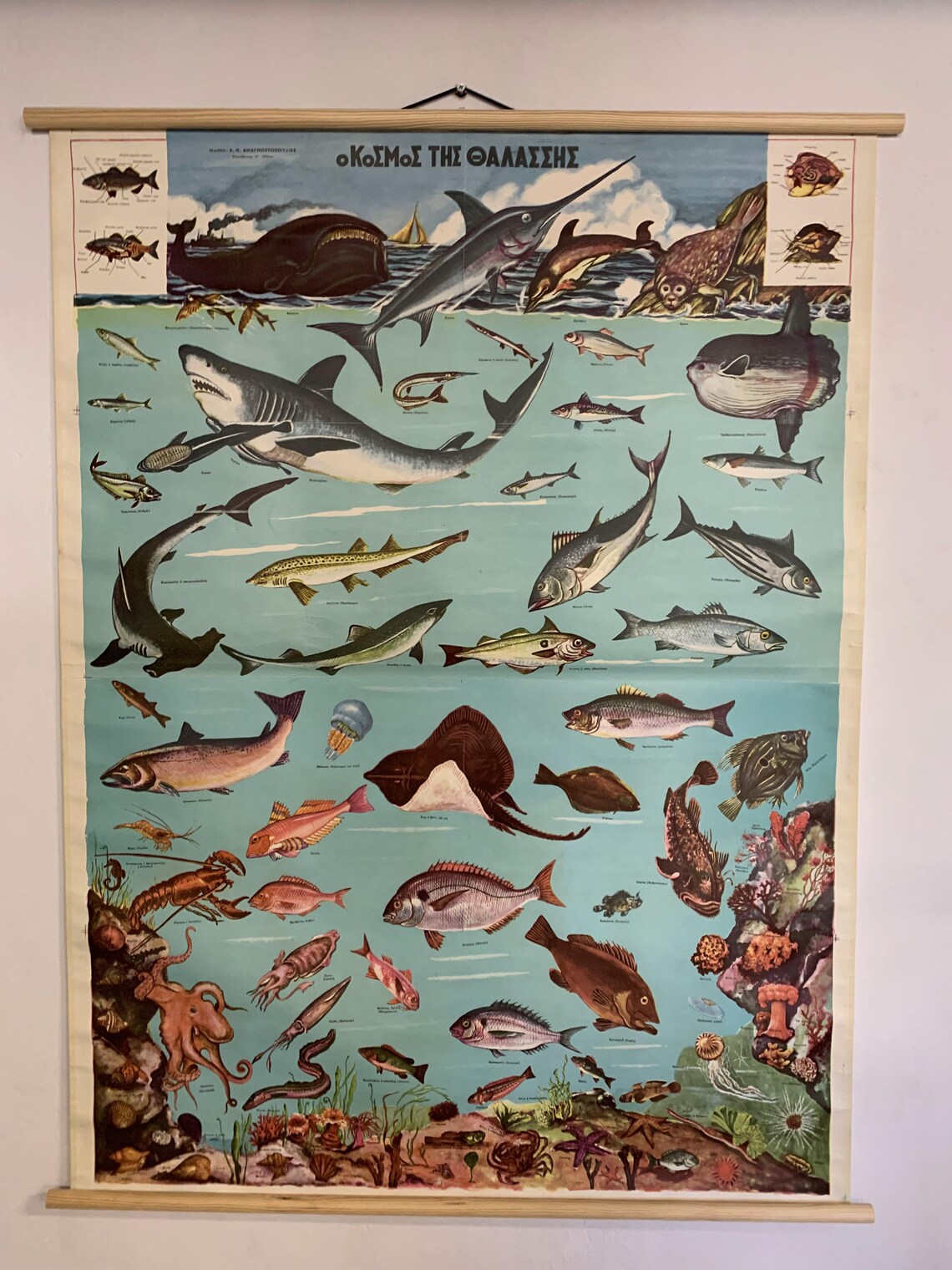 Vintage Sea Life Chart, Marine Biology Pull Down School Chart, Ocean ...