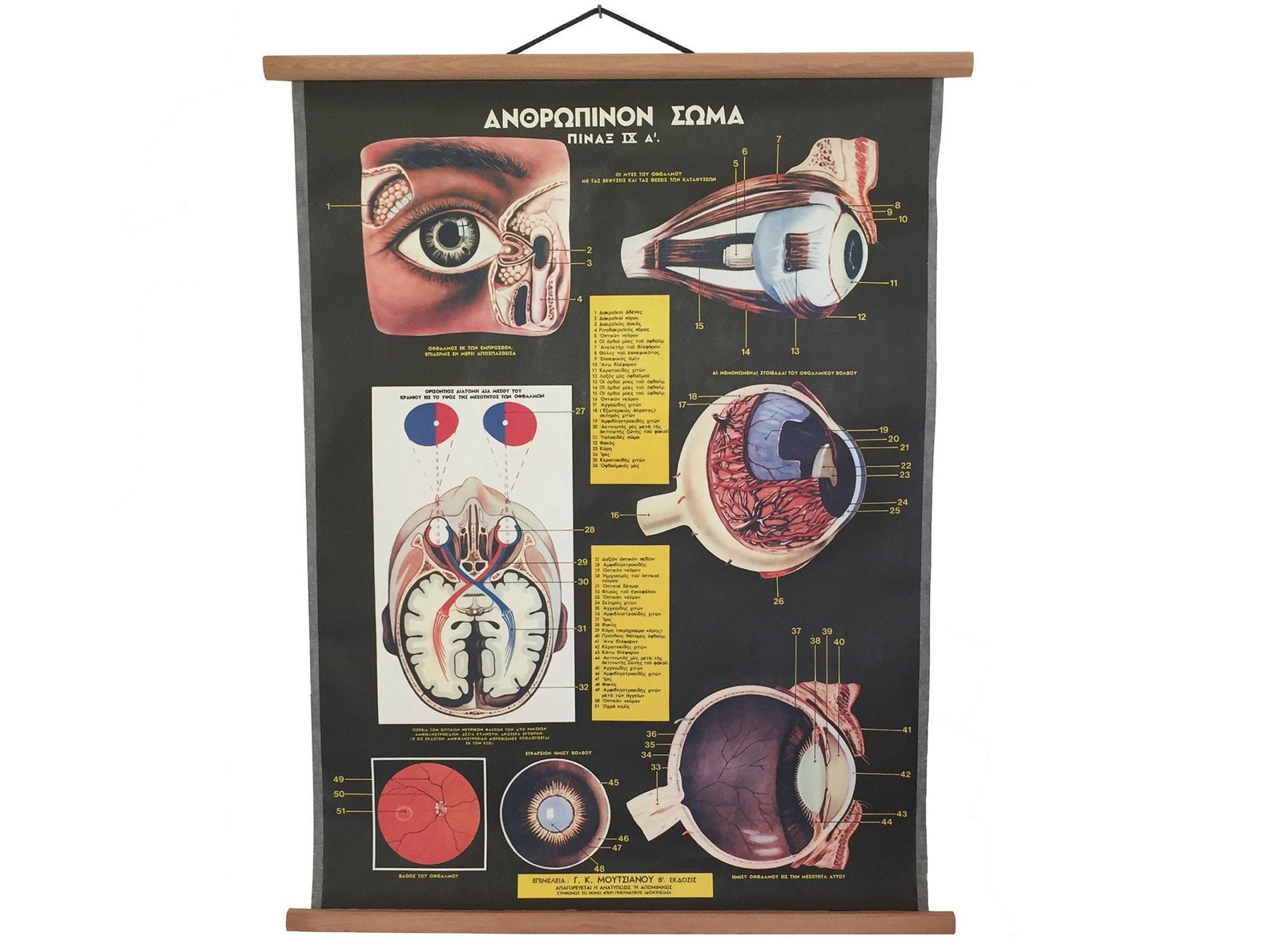 Vintage Eye Anatomy Pull Down Chart Eyeball Chart Vintage - Etsy