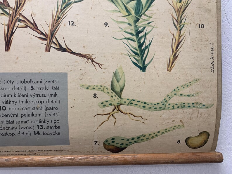 Vintage Wheat Lithograph School Chart: Botanical Wall Tapestry - Etsy