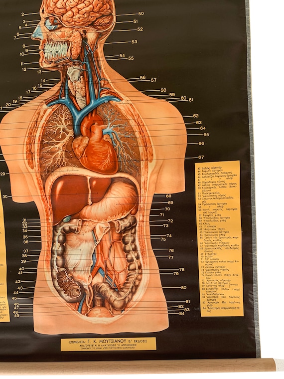 Diagrama Detallado Del Sistema Digestivo