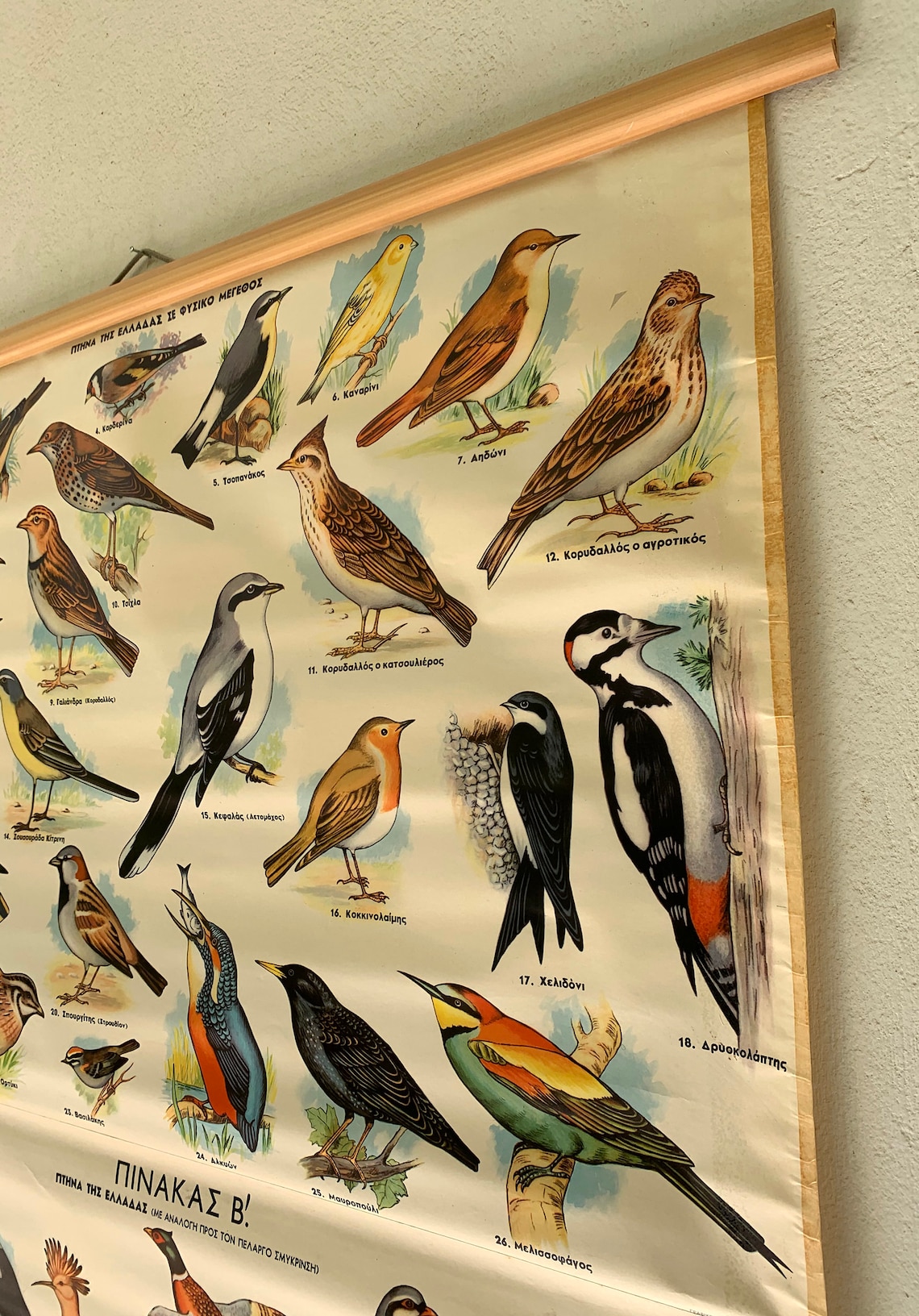 Birds of Greece Chart, Vintage Pull Down School Chart, Natural History ...