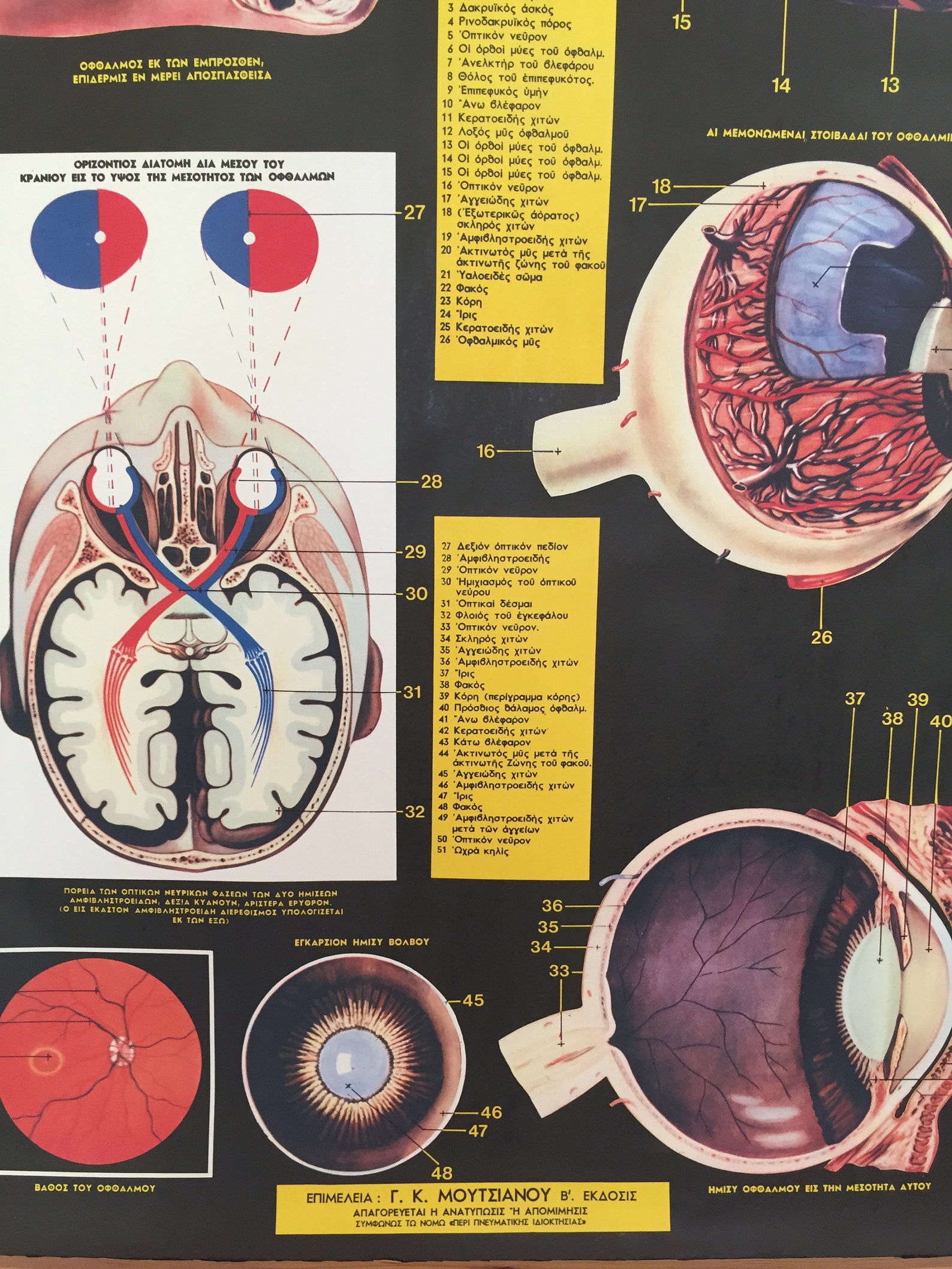 Vintage Eye Anatomy Pull Down Chart Eyeball Chart Vintage - Etsy