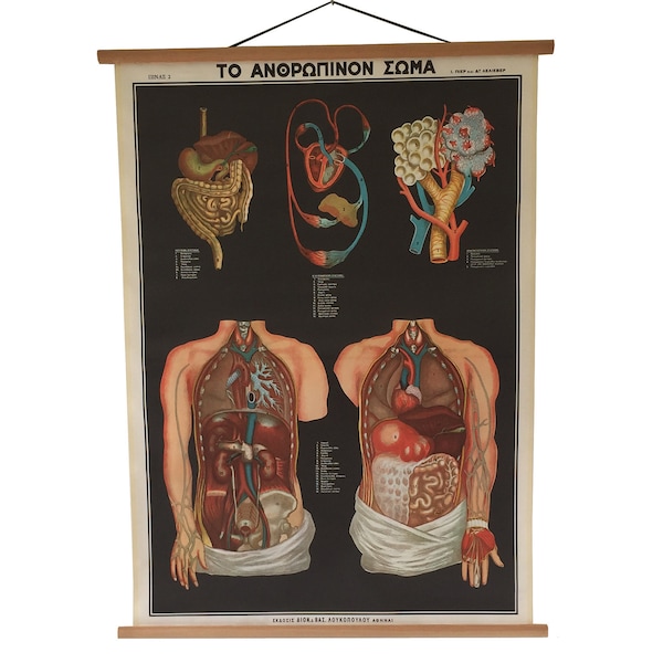 Human Anatomy Pull Down Chart - Etsy