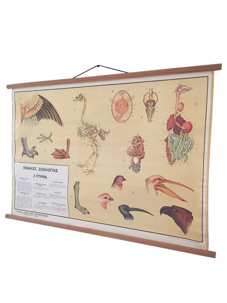 Vintage Zoology Chart Bird Anatomy and Physiology Chart | Etsy