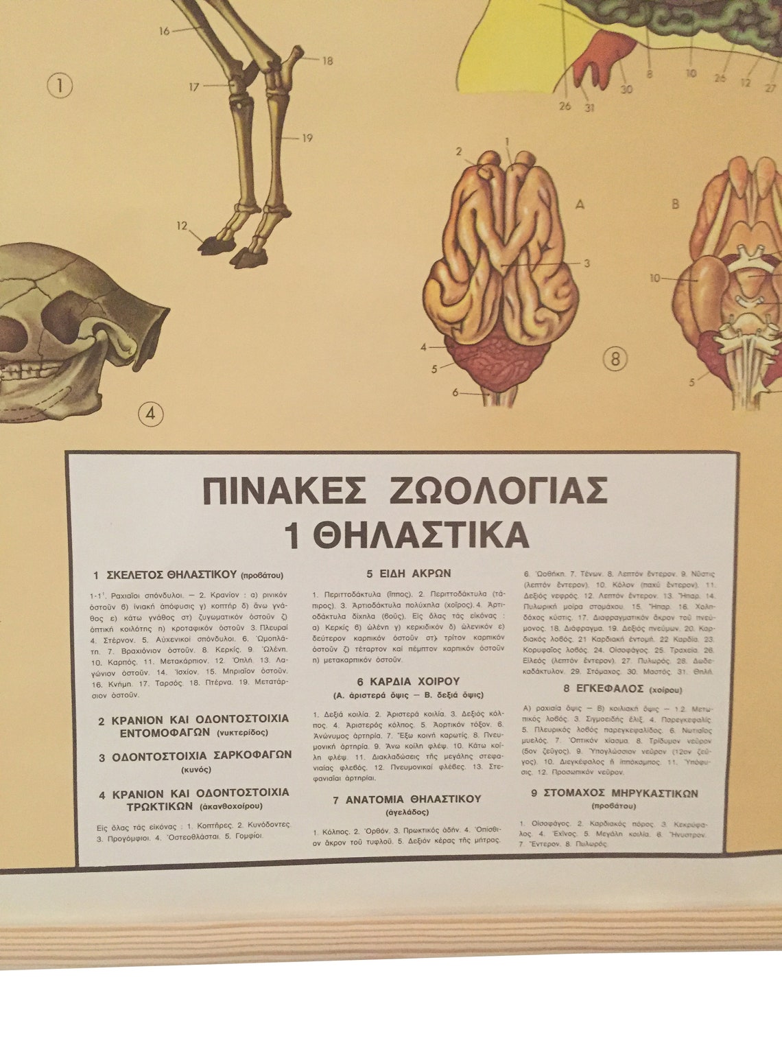 Vintage Zoology Chart Mamals Anatomy and Physiology Chart - Etsy