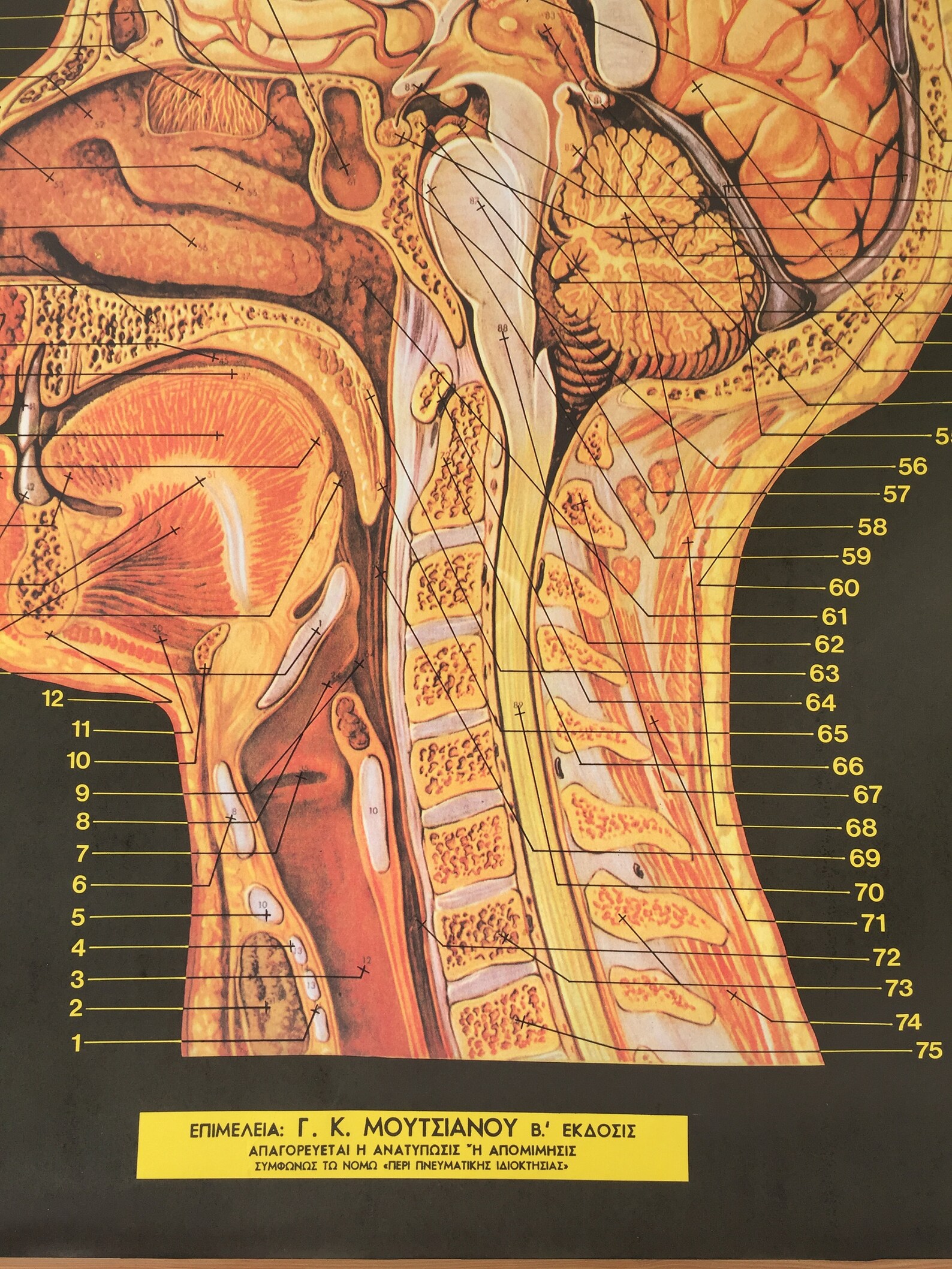 Vintage Head and Teeth Pull Down Chart Anatomy Poster - Etsy