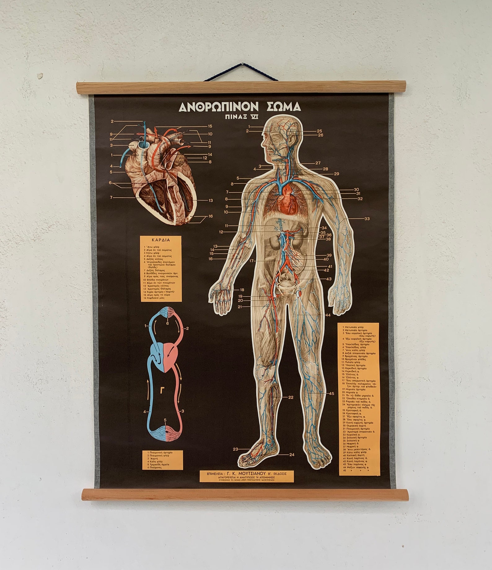 Circulatory System Pull Down Chart Original Anatomy Pull Down - Etsy