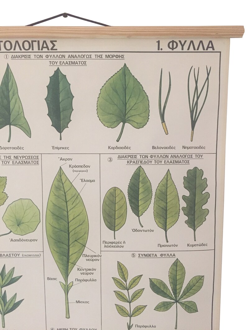Leaves Pull Down Chart Botanical School Chart Botanical - Etsy