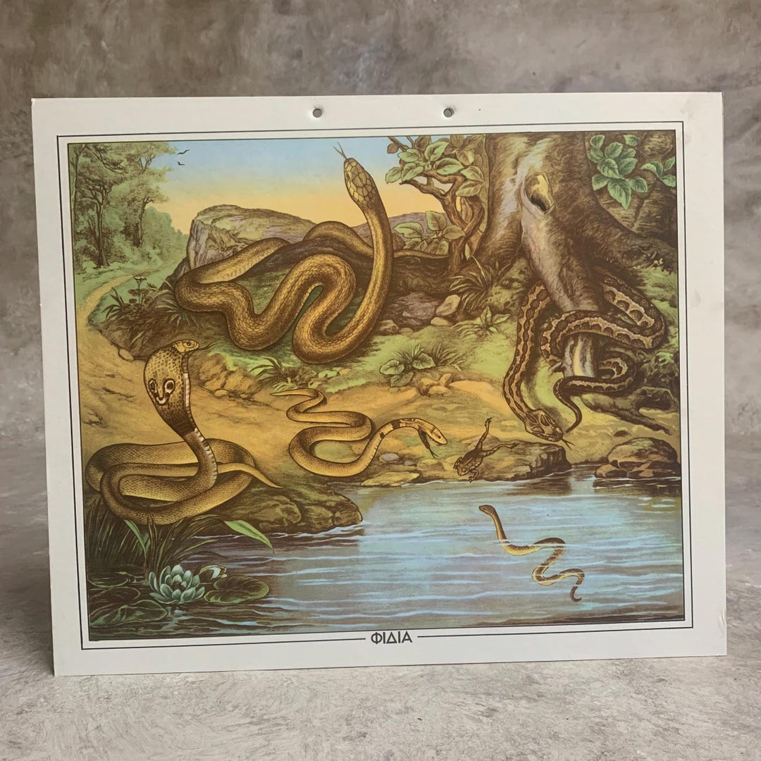 Vintage Snakes School Print: Original Cardboard Wall Chart, Kids Room ...