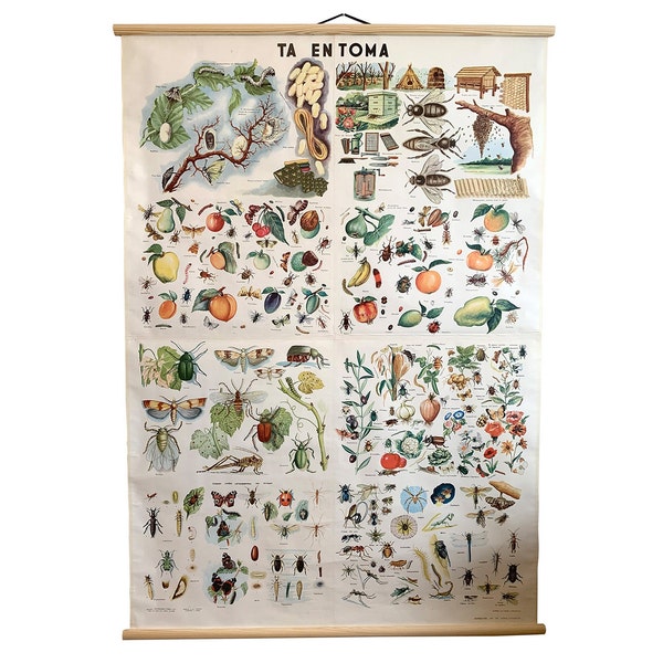 Insect Chart - Etsy