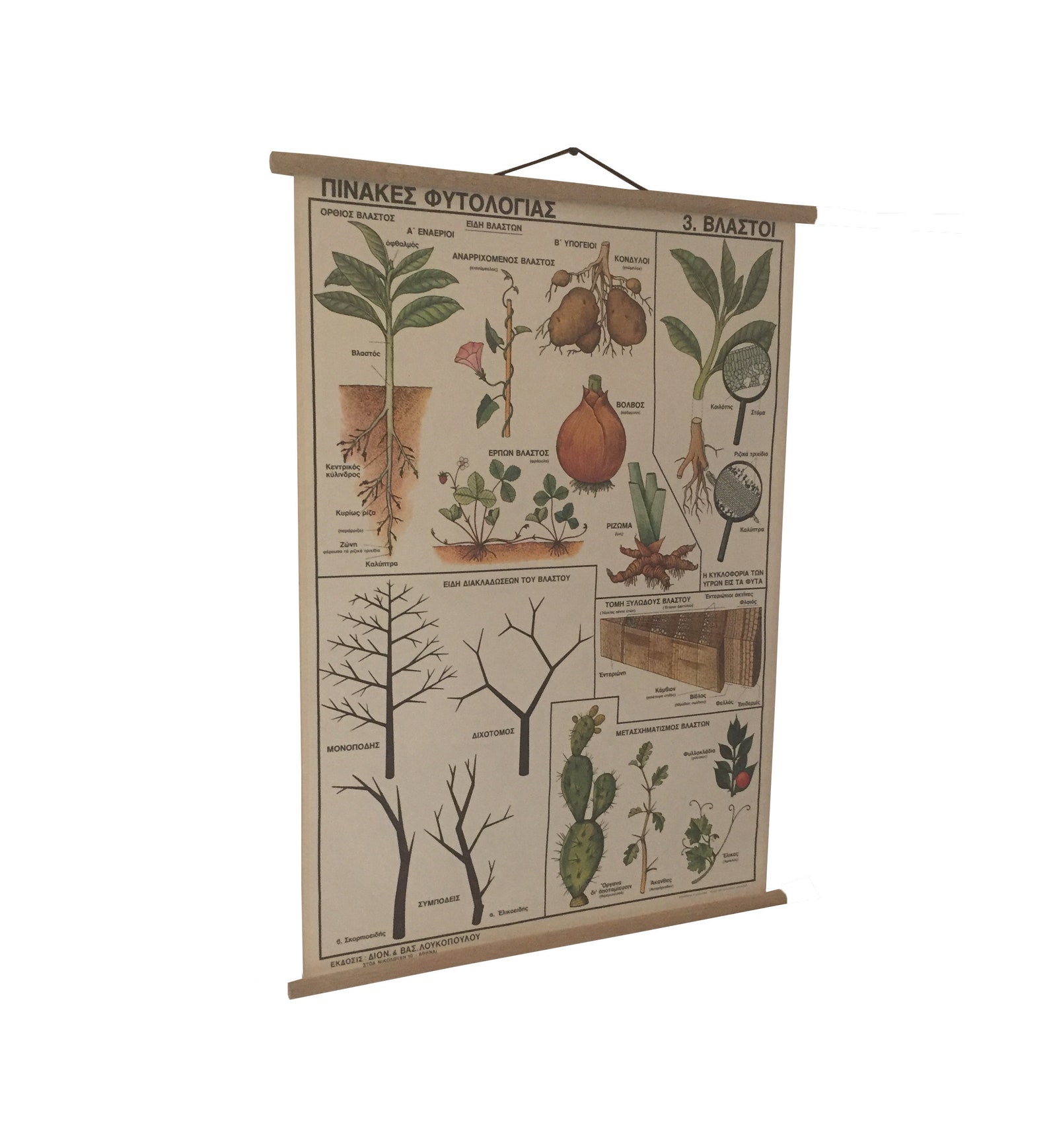 Different Type of Sprouts Pull Down Chart Botanical School - Etsy