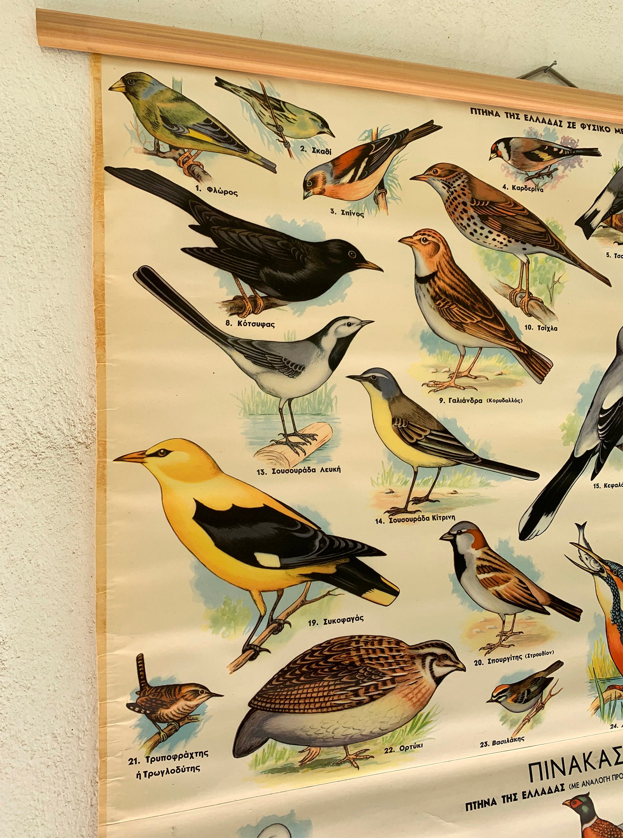 Birds of Greece Chart, Vintage Pull Down School Chart, Natural History ...