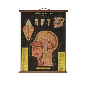 Vintage Head and Teeth Pull Down Chart, Anatomy Poster, Vintage Human ...