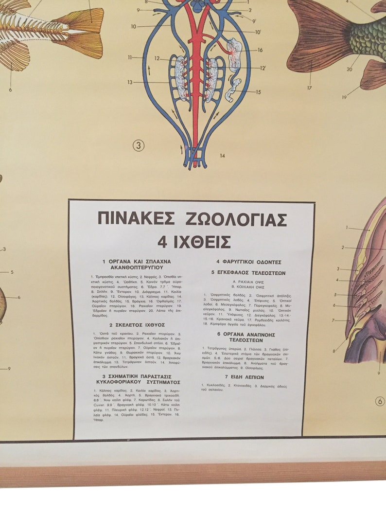 Vintage Fish Anatomy Chart: Greek Zoology School Print on Linen - Etsy
