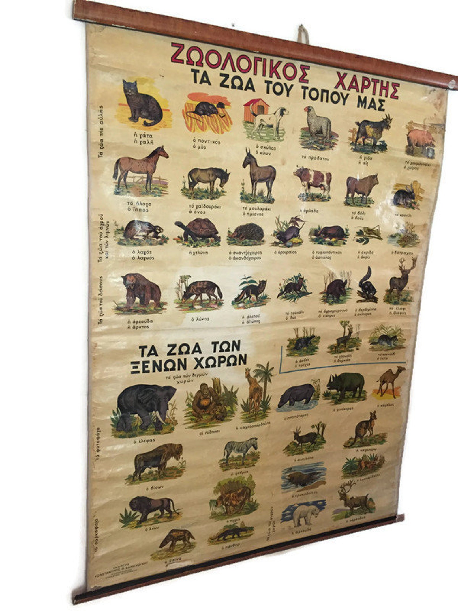 Vintage Zoology Chart Animals of Greece Pull Down School - Etsy