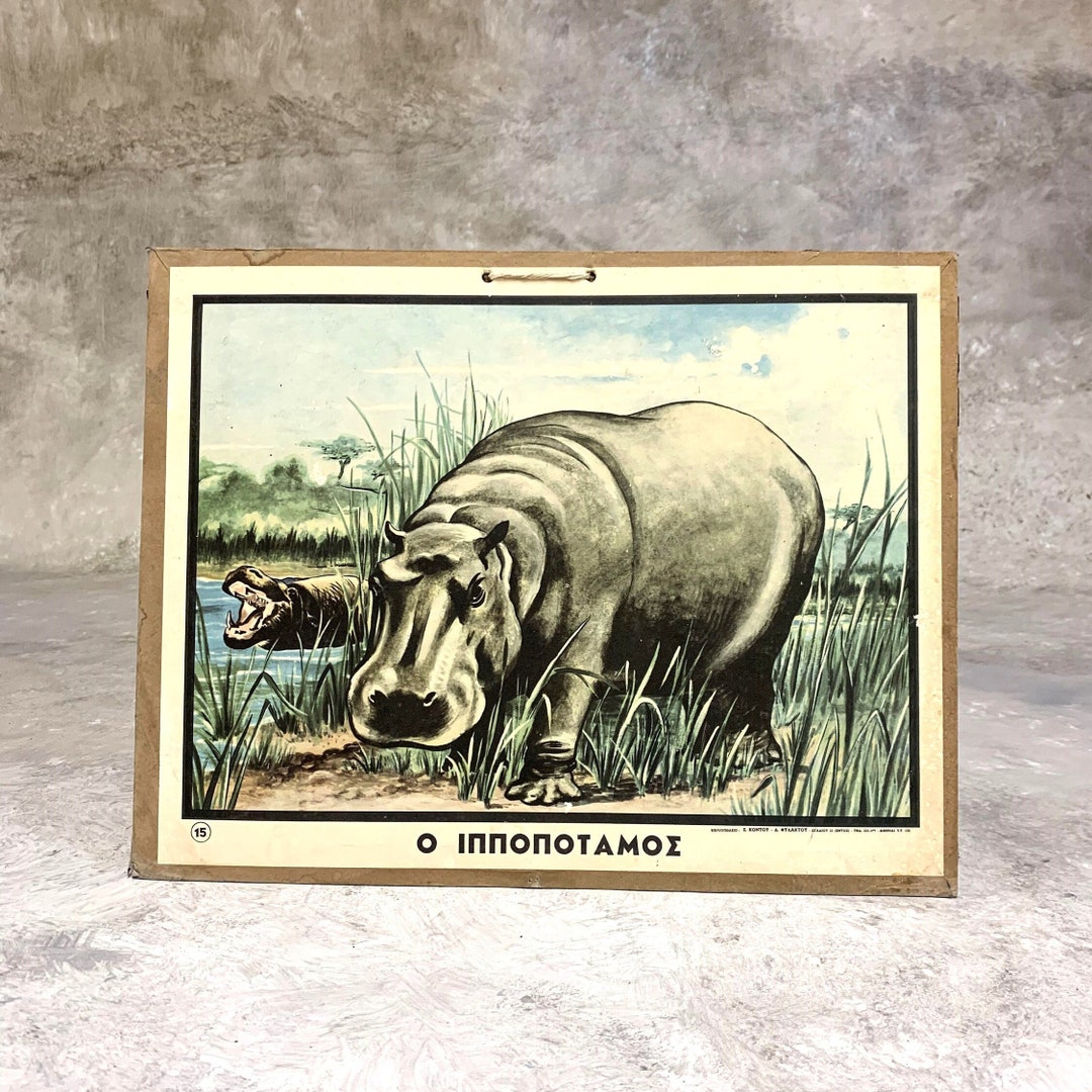 Hippopotamus School Print Hippo Original Cardboard School Chart Vintage ...