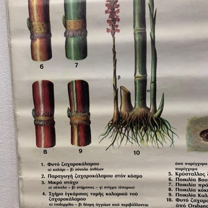 Rice, Sugar Cane Double Sided Old Map, School Chart, Illustrated ...