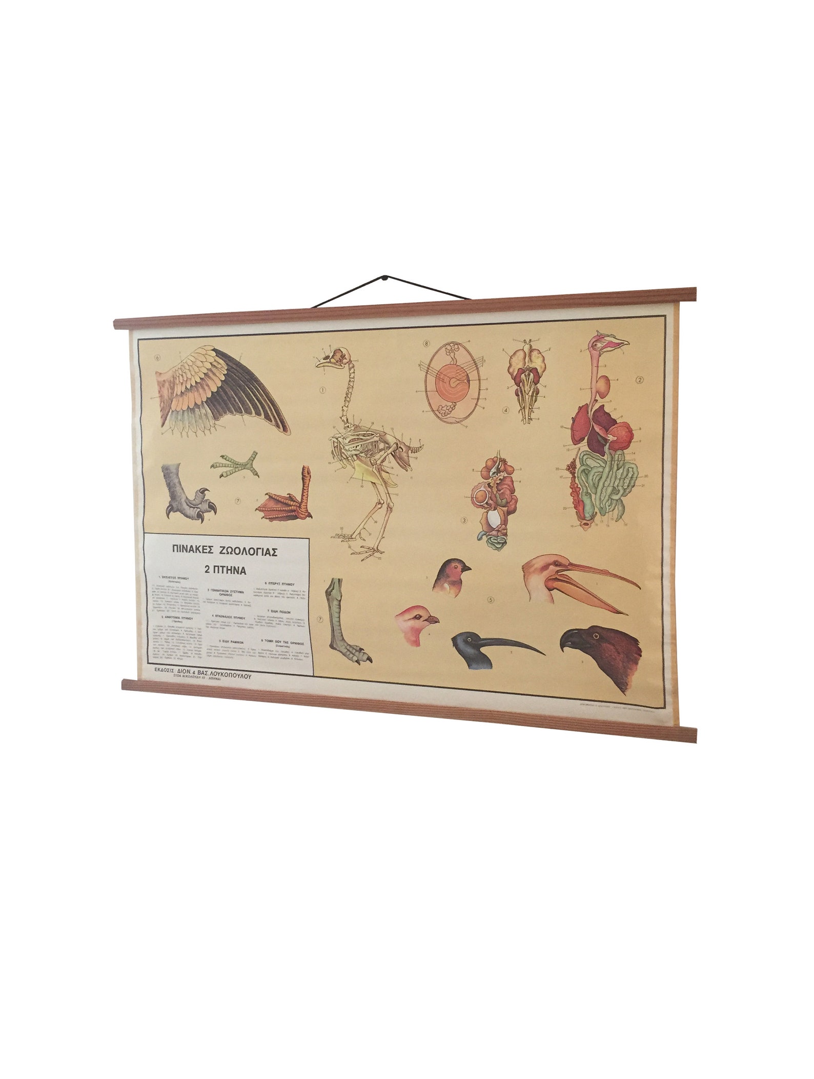 Vintage Zoology Chart Bird Anatomy and Physiology Chart - Etsy