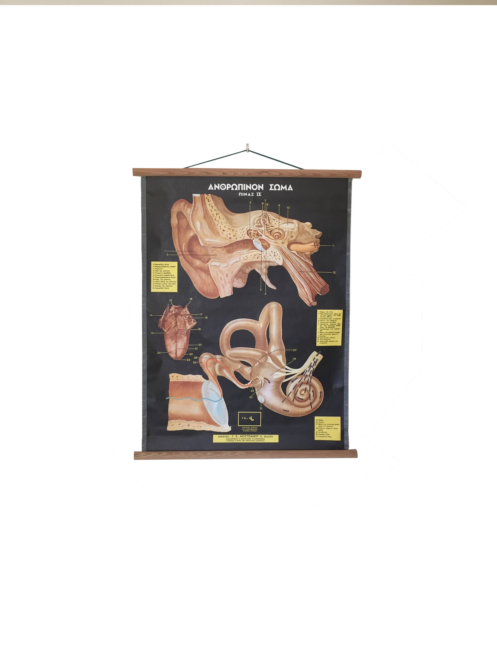 Vintage Human Ear Anatomy Vintage Ear Anatomy Pull Down | Etsy