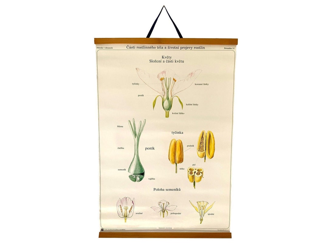 Flower Composition and Floral Parts Vintage School Chart, Flower ...