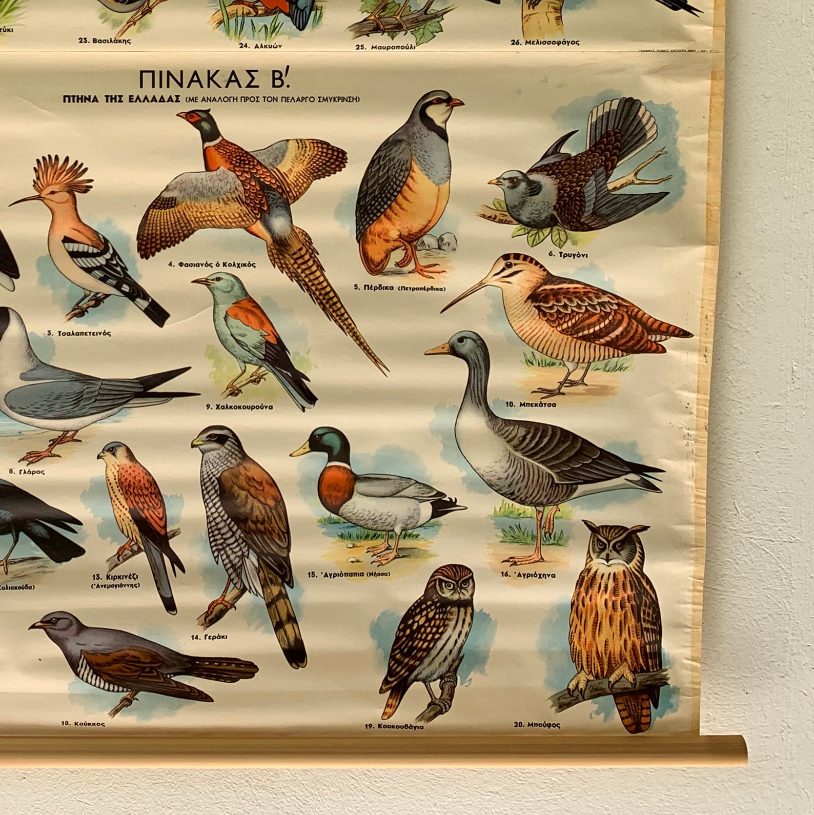 Birds of Greece Chart, Vintage Pull Down School Chart, Natural History ...