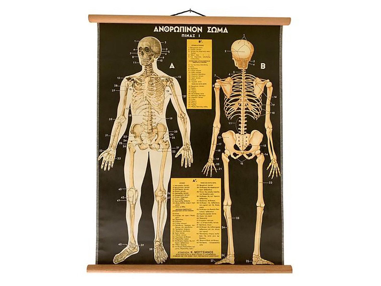 Vintage Human Skeleton Anatomy Chart: Greek Medical School Poster - Etsy