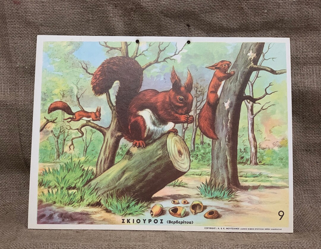 Squirrels School Print N.O.S Original Cardboard School Chart Vintage ...