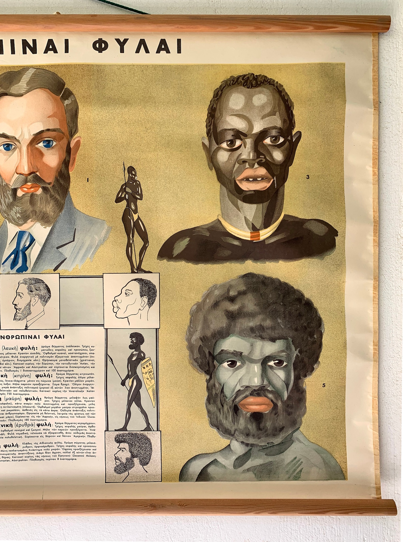 Human Races Chart Anthropology Print Ethnology Chart Human - Etsy